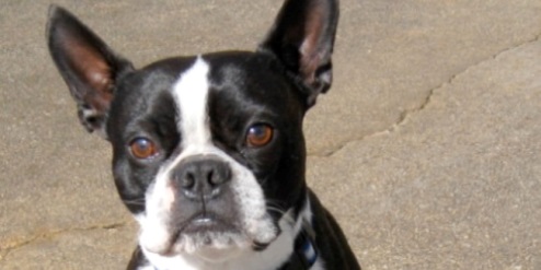 Official U.S. State Dogs: MASSACHUSETTS | Flowers For Socrates