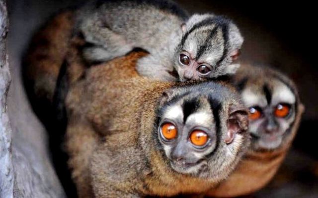 True Love’s Evolution – Monkey Monogamy | Flowers For Socrates
