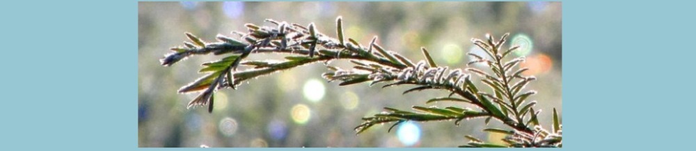 TCS: Hope Smiles from the Threshold of 2019 | Flowers For Socrates