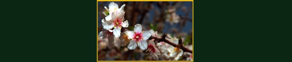 From the Snow-Remembering Heart: a Poem for Almond Day | Flowers For ...