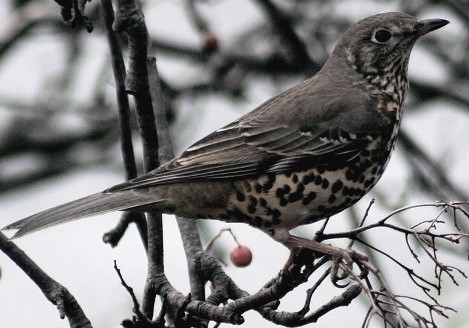 Two Poems for Two Solstices | Flowers For Socrates