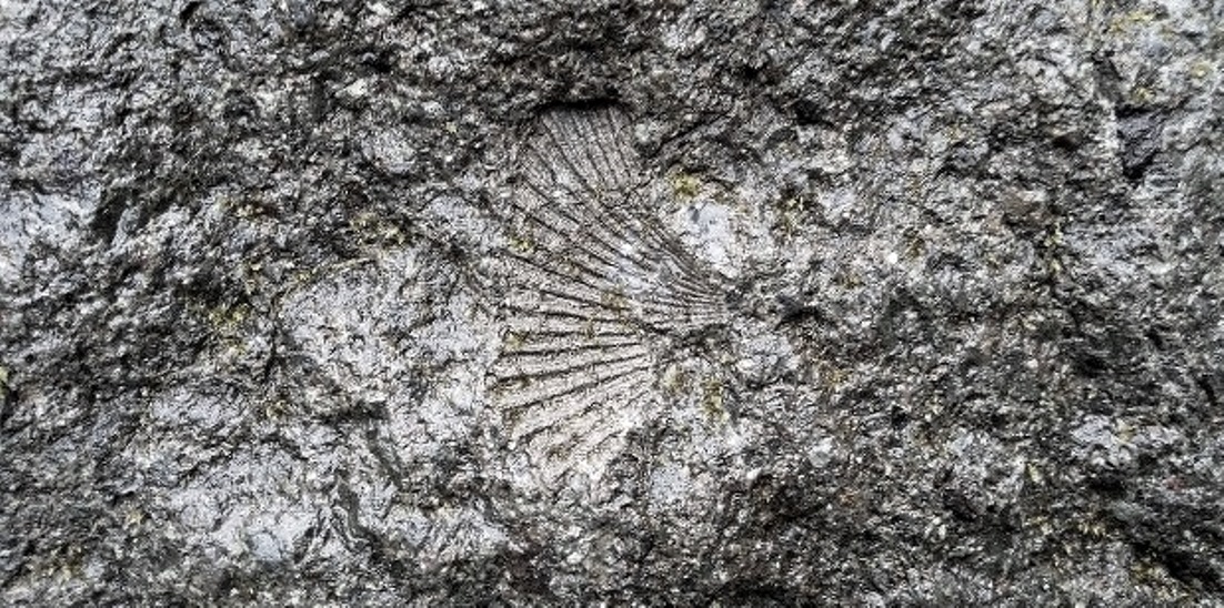 A Poem for Old Rock Day | Flowers For Socrates