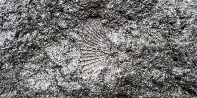 A Poem for Old Rock Day | Flowers For Socrates